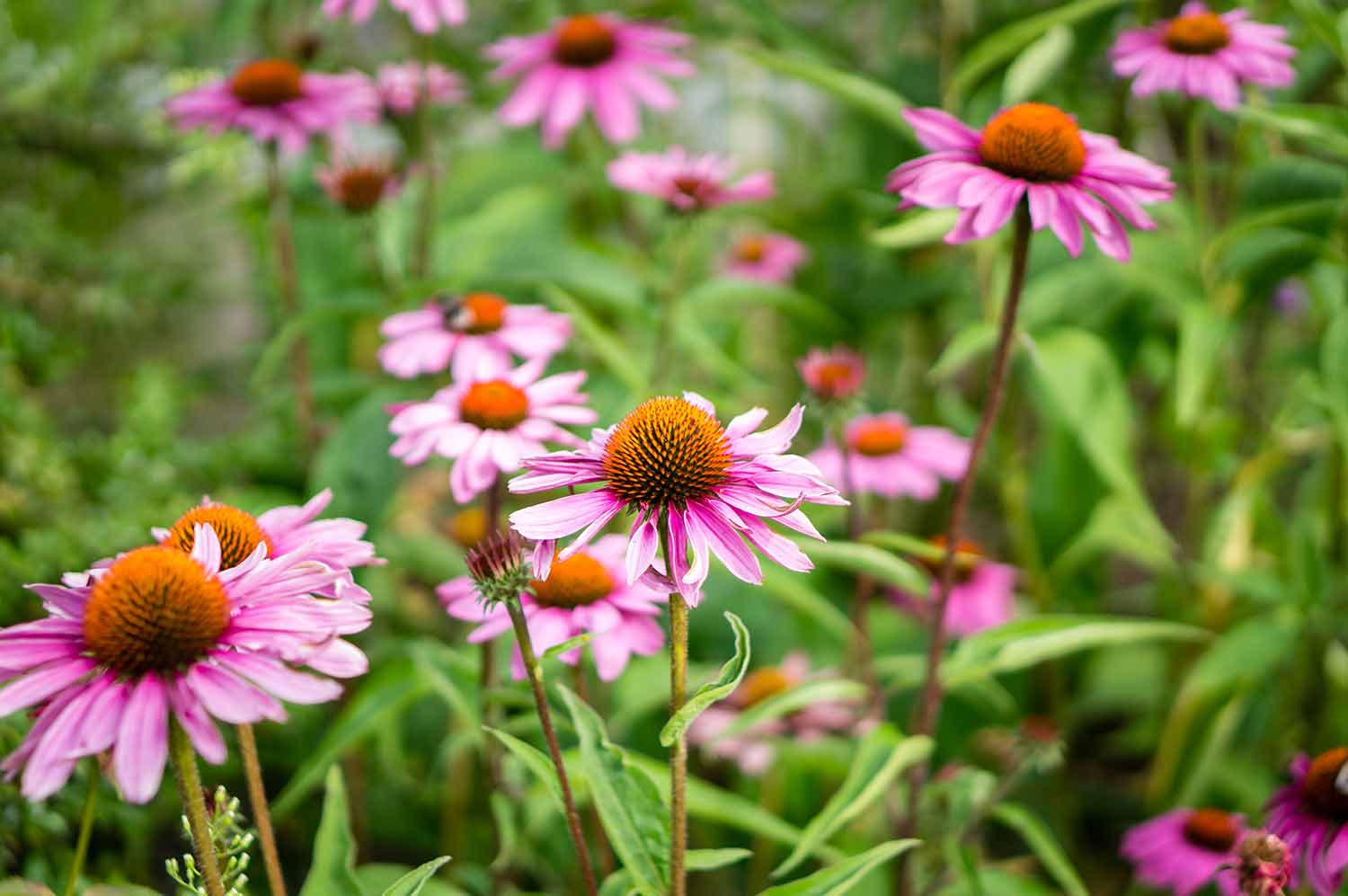 12 Best Perennials for Your Garden - Morris Builder's Inc.
